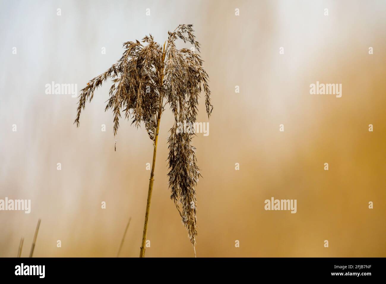 Reed seed hi-res stock photography and images - Alamy