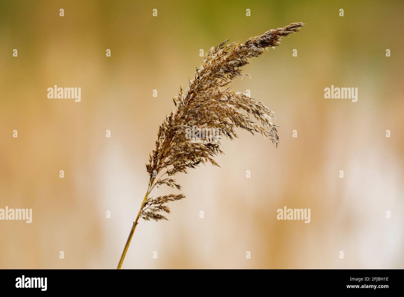 Reed in the wind hi-res stock photography and images - Alamy
