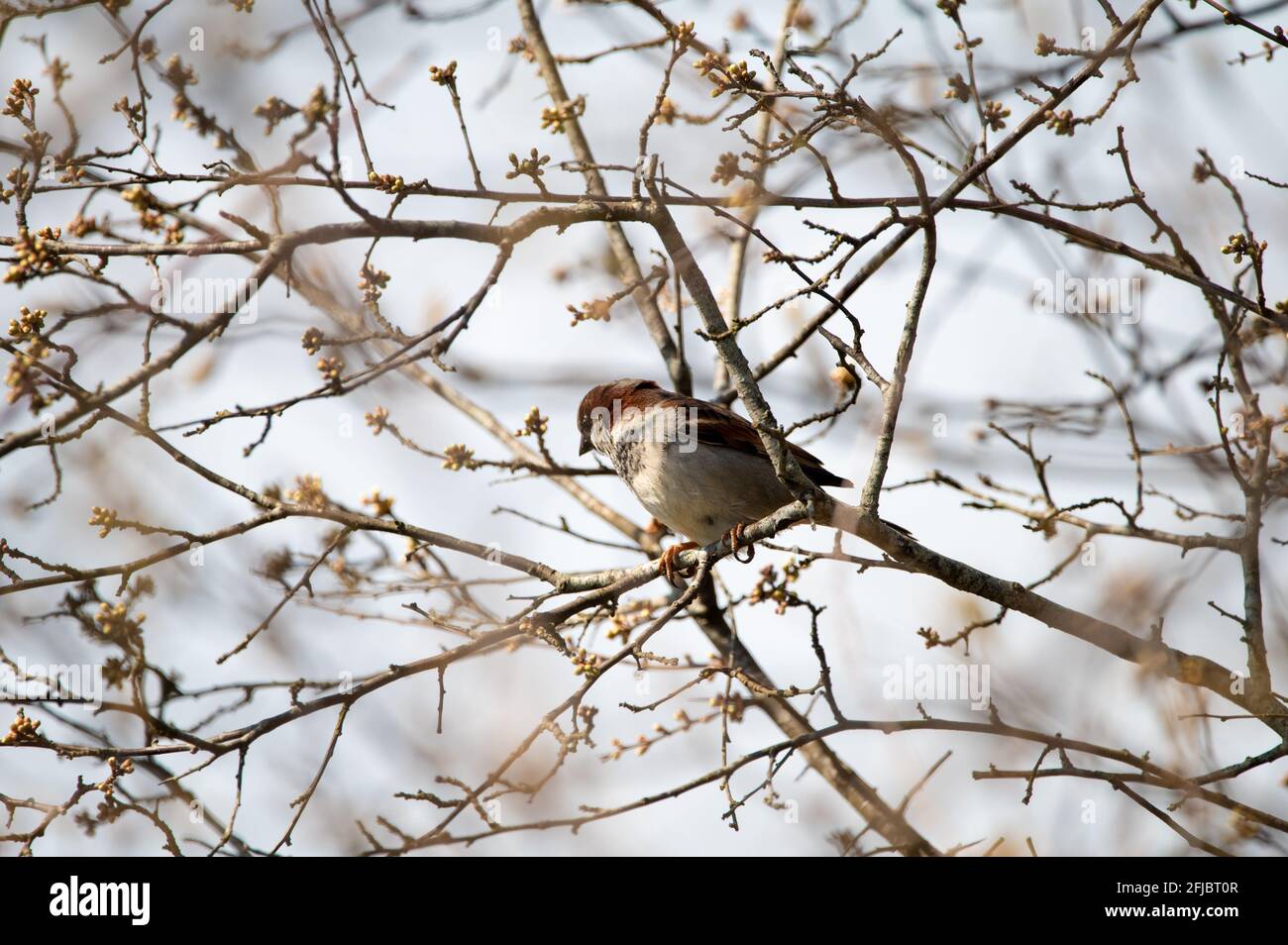 A low angle shot of a sparrow perched on a tree branch under the ...