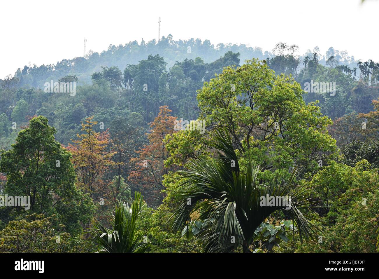 Brown and green trees in the Himalayan forest Stock Photo - Alamy