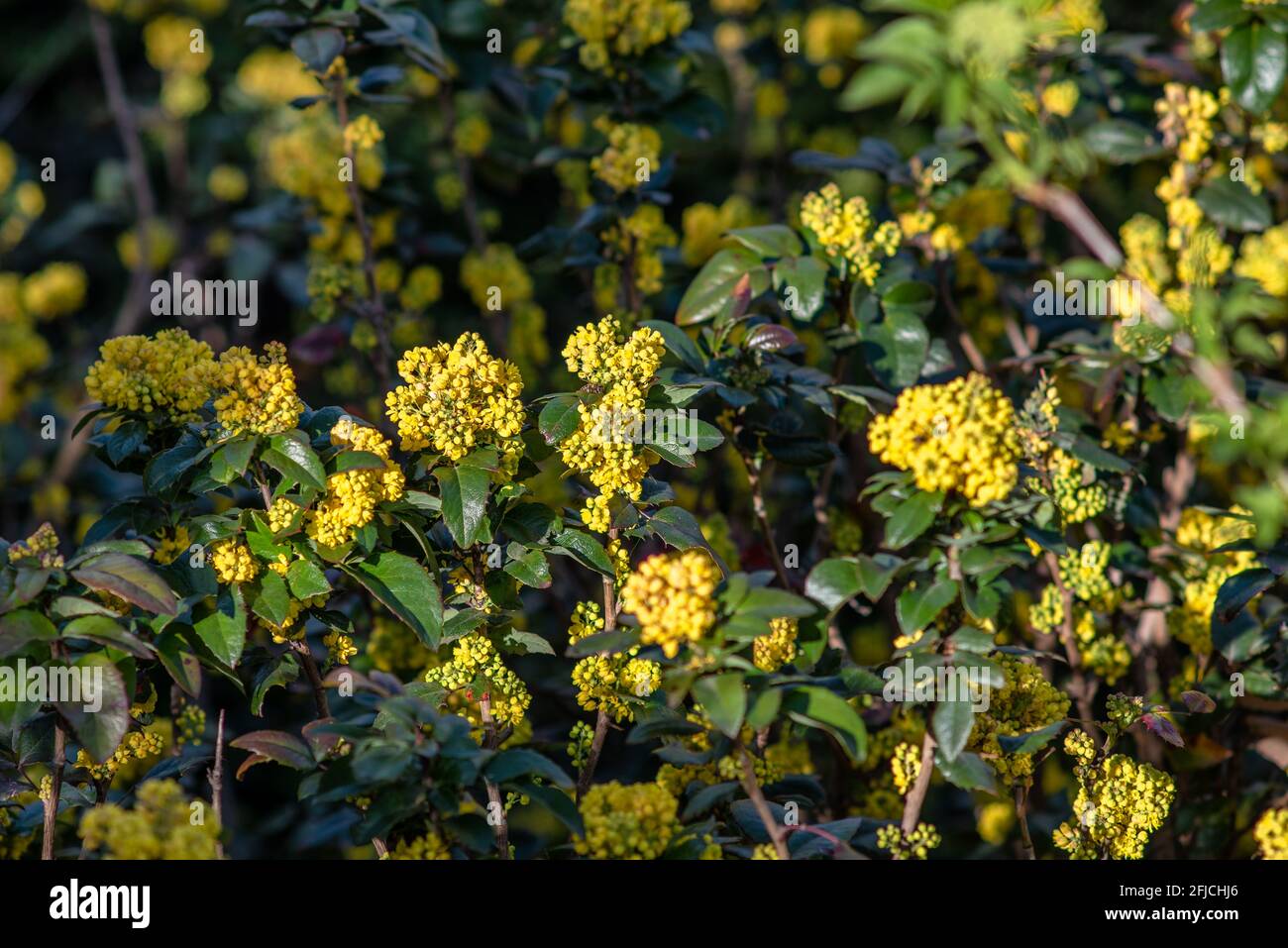 A closeup of the blossoming yellow flowers in the wild Stock Photo - Alamy