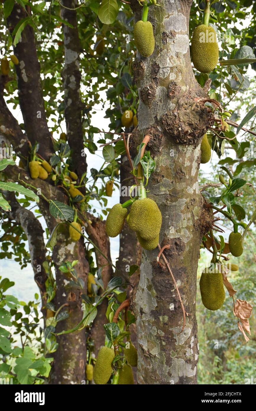 Jack fruit bark hi-res stock photography and images - Alamy