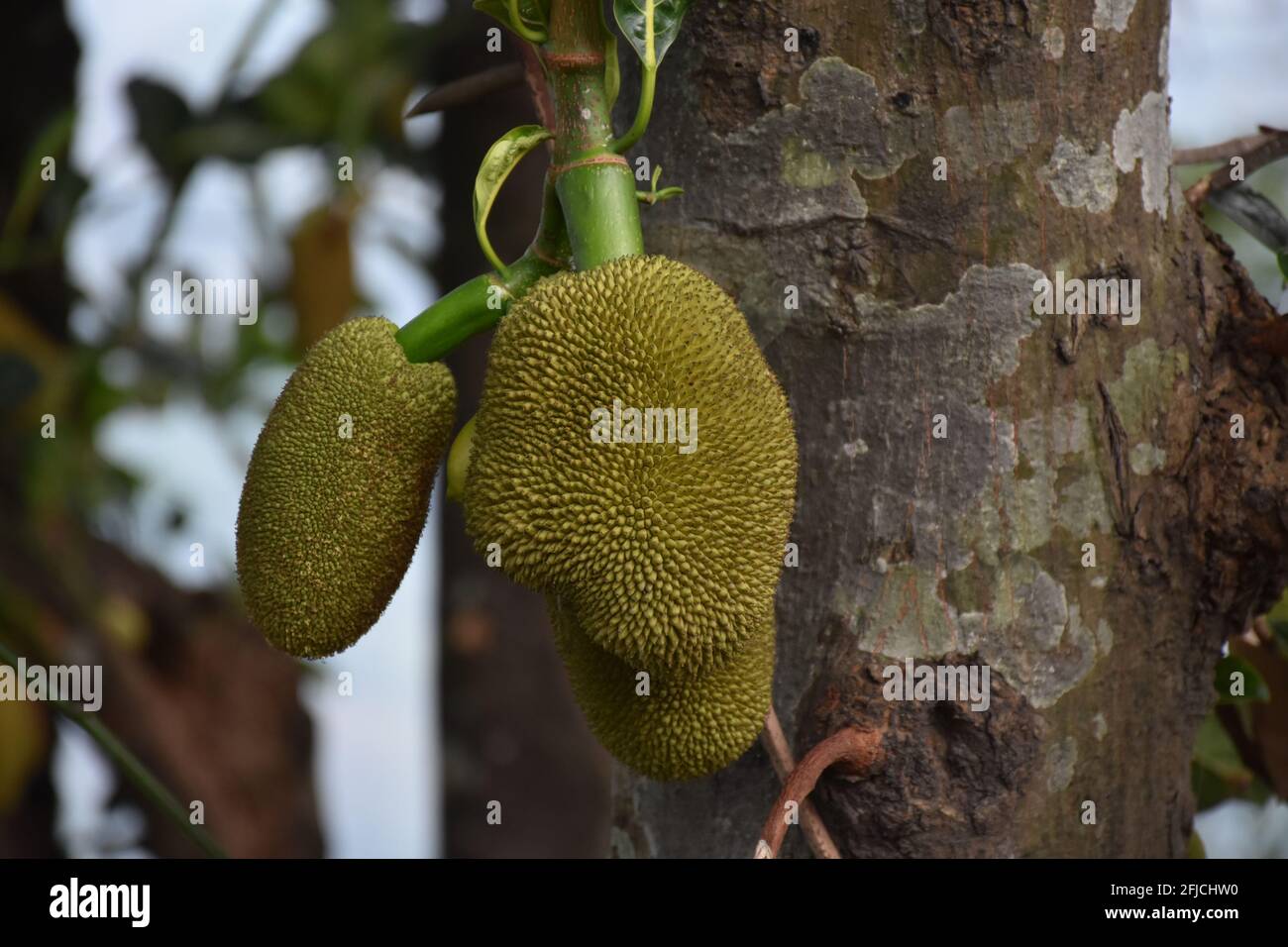 Jack fruit bark hi-res stock photography and images - Alamy