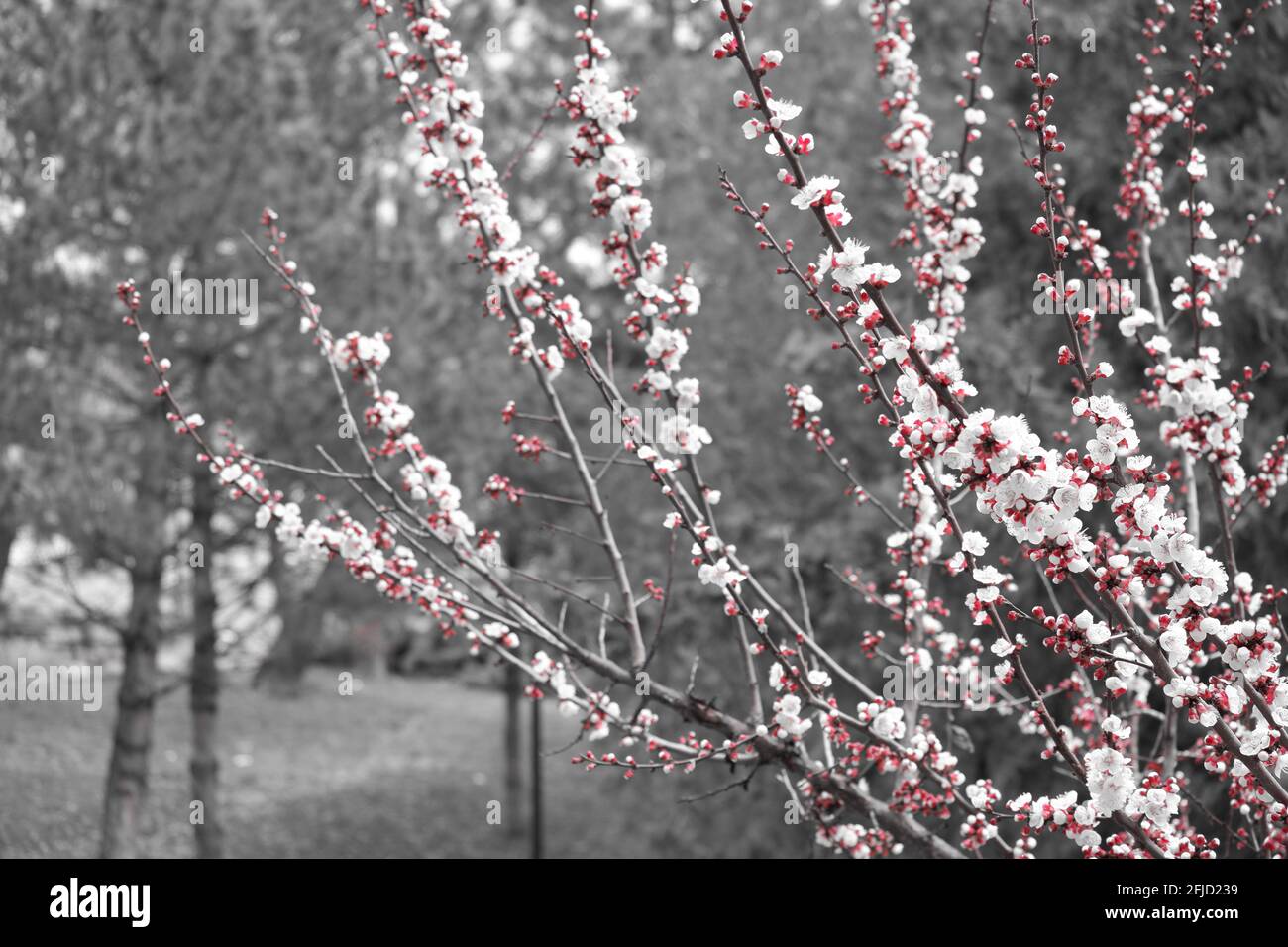 Red and white flowers on apricot tree, with black and white red filter ...