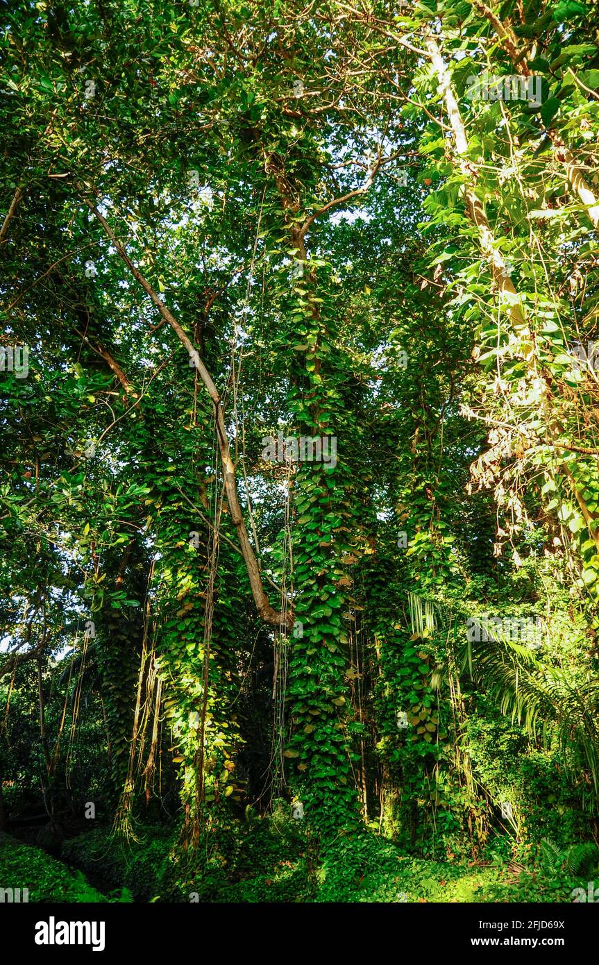 A beautiful view of the leaves on the tree branches in the woods Stock ...