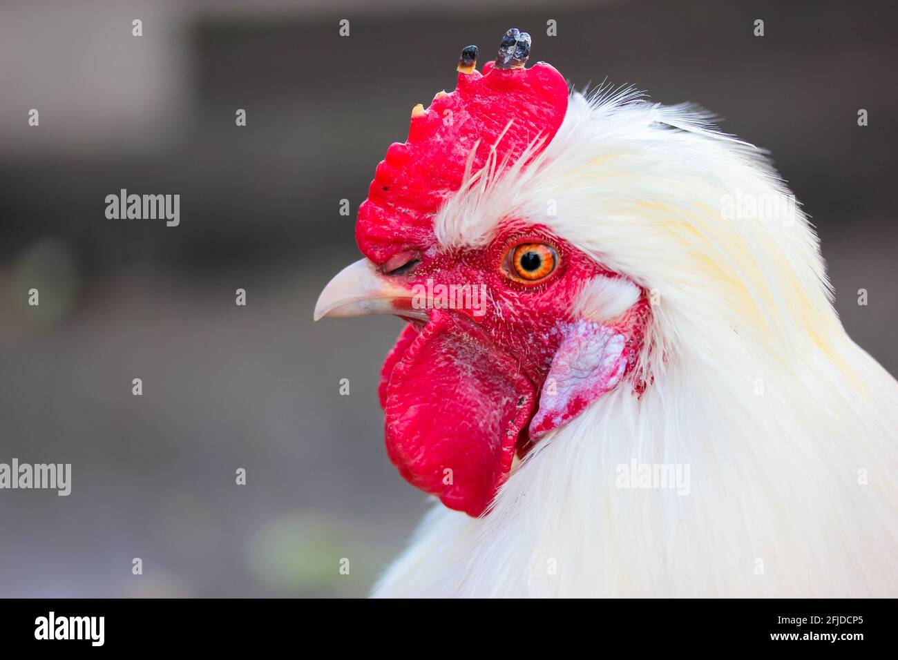 Beautiful white rooster with fiery red crest and a sharp beak in ...
