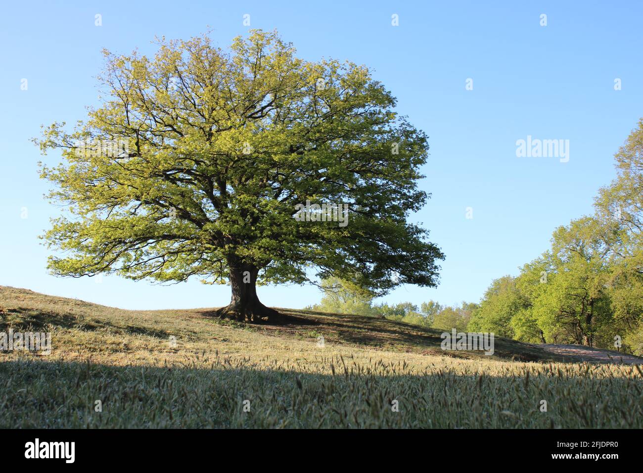 Feld tree hi-res stock photography and images - Alamy