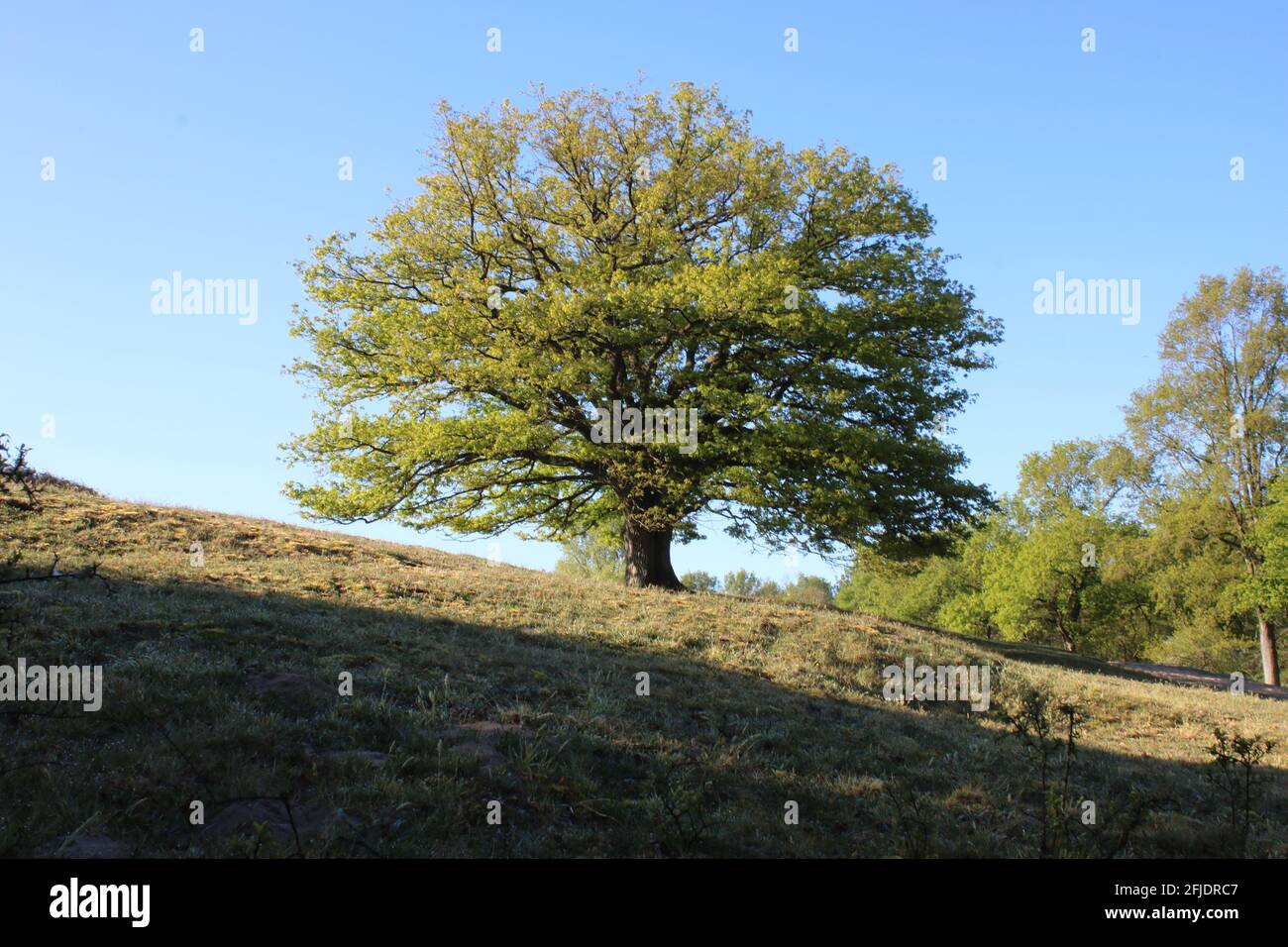 Feld tree hi-res stock photography and images - Alamy