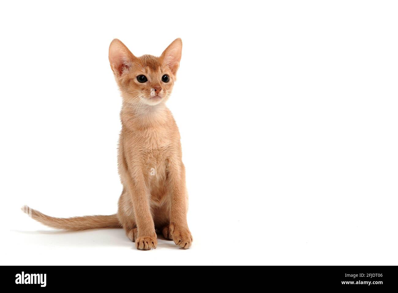 Abyssinian ginger cat sits on a white background Stock Photo - Alamy