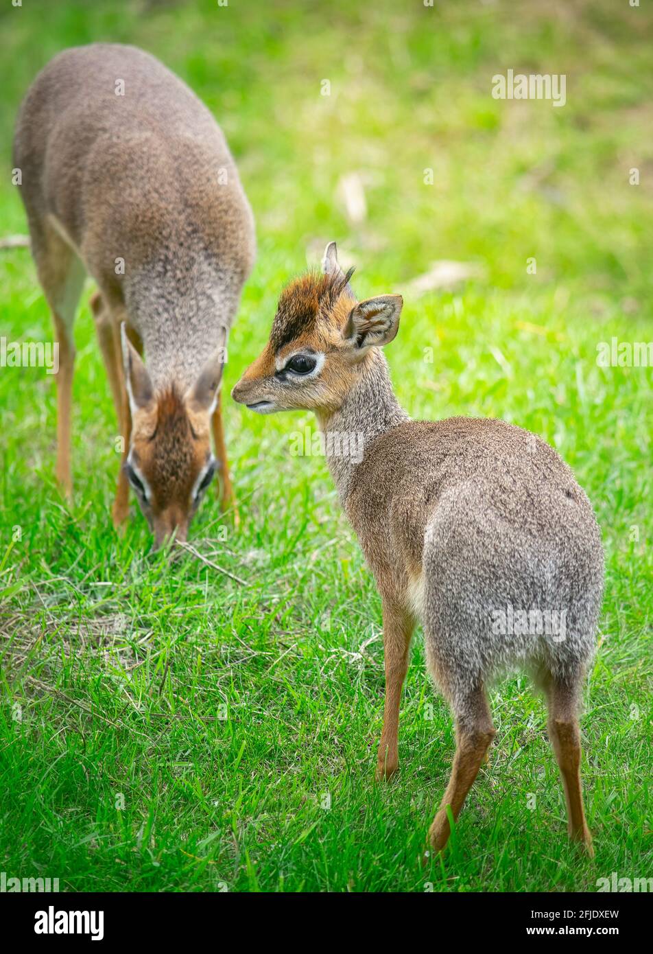 Dik dik antelopes, the smallest antelopes in the world Stock Photo - Alamy