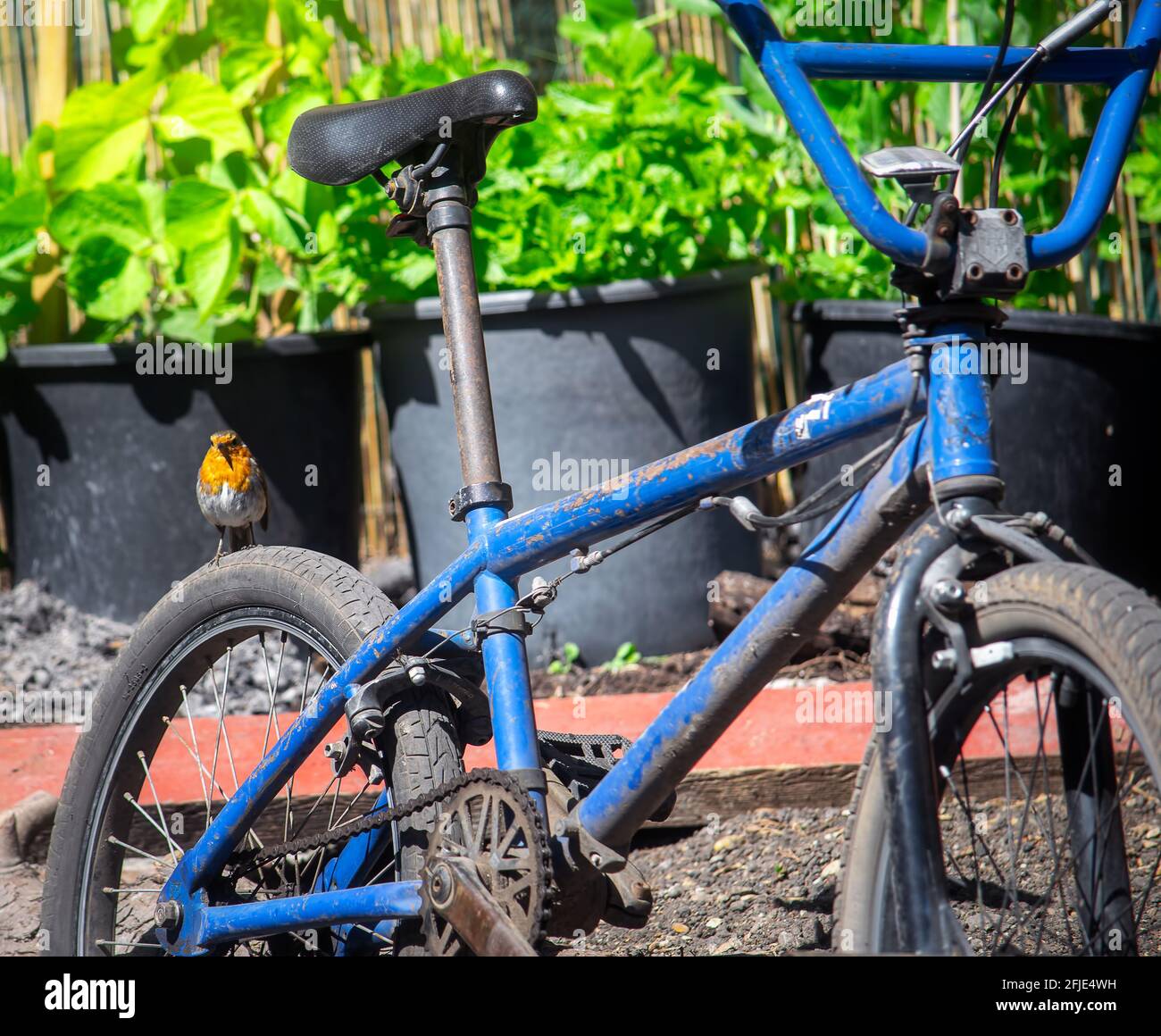 Cute robin sitting on an old bicycle Stock Photo - Alamy