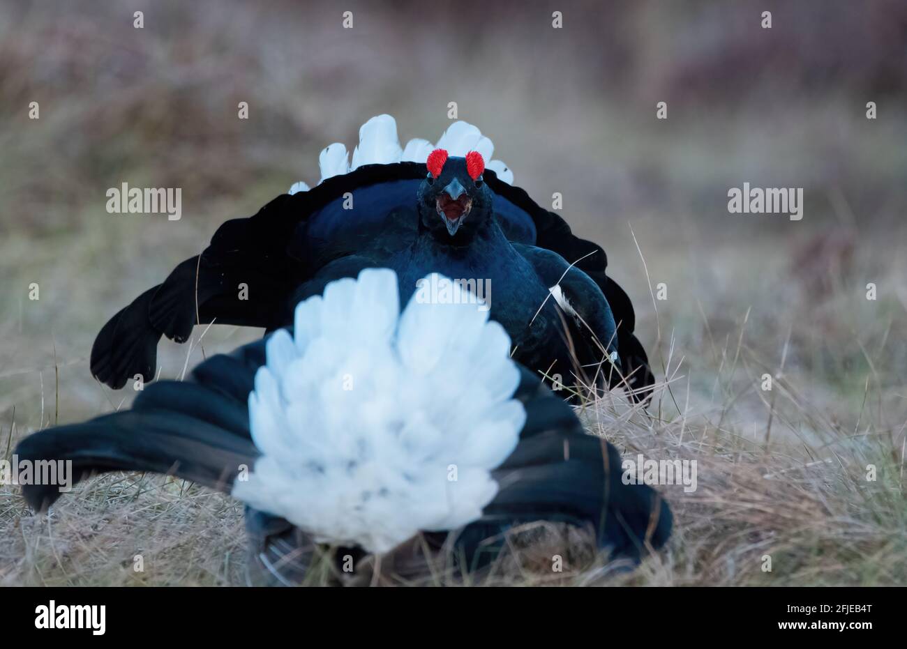 Scottish grouse hi-res stock photography and images - Alamy