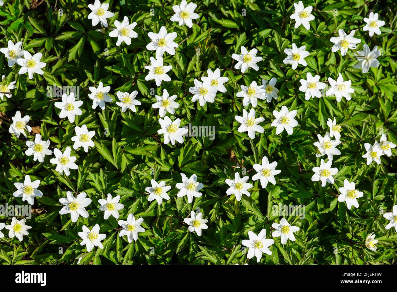 white early spring flowers of wood anemone or windflower in green ...