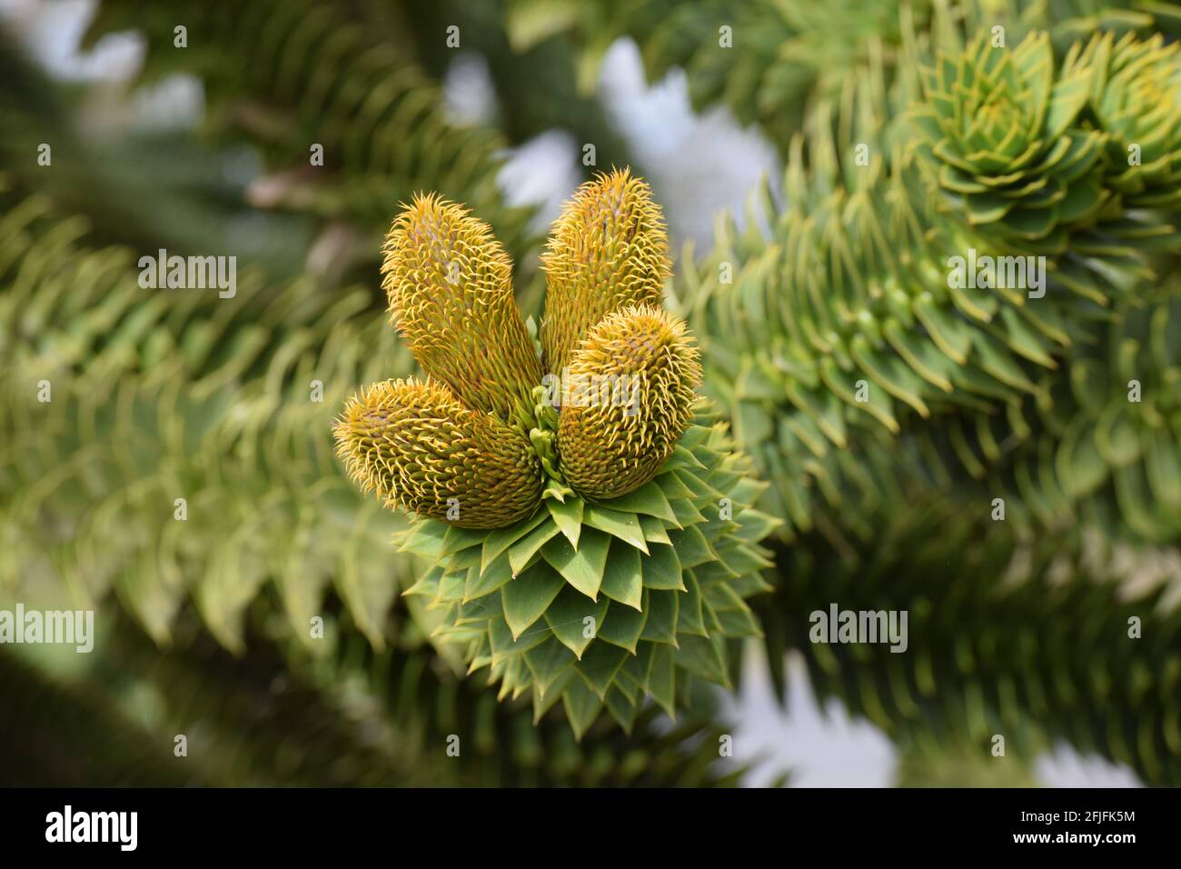 Flowers on a monkey puzzle tree in Ireland Stock Photo - Alamy