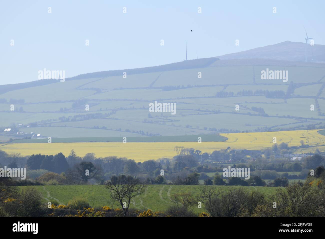Rapeseed field in rural Ireland during the Spring Stock Photo - Alamy