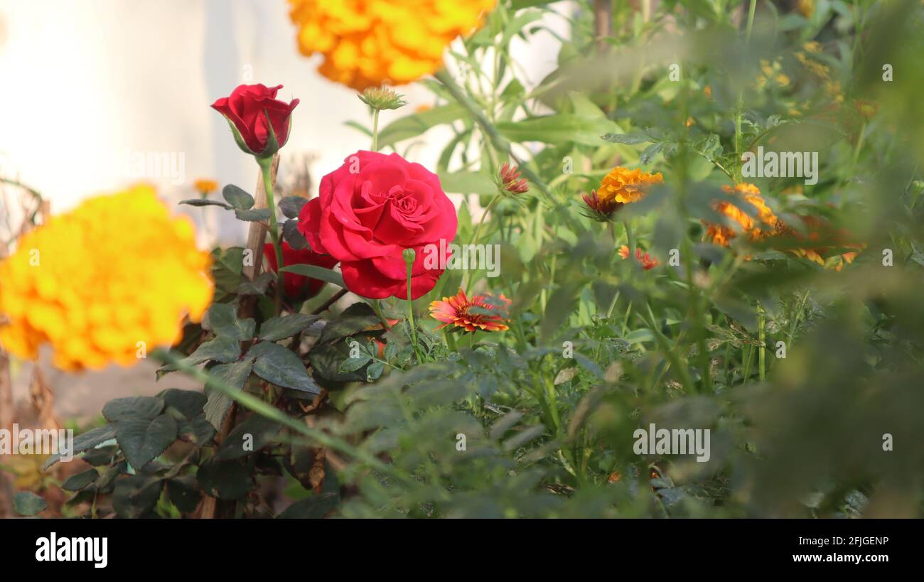 Marigold flower buds hi-res stock photography and images - Alamy