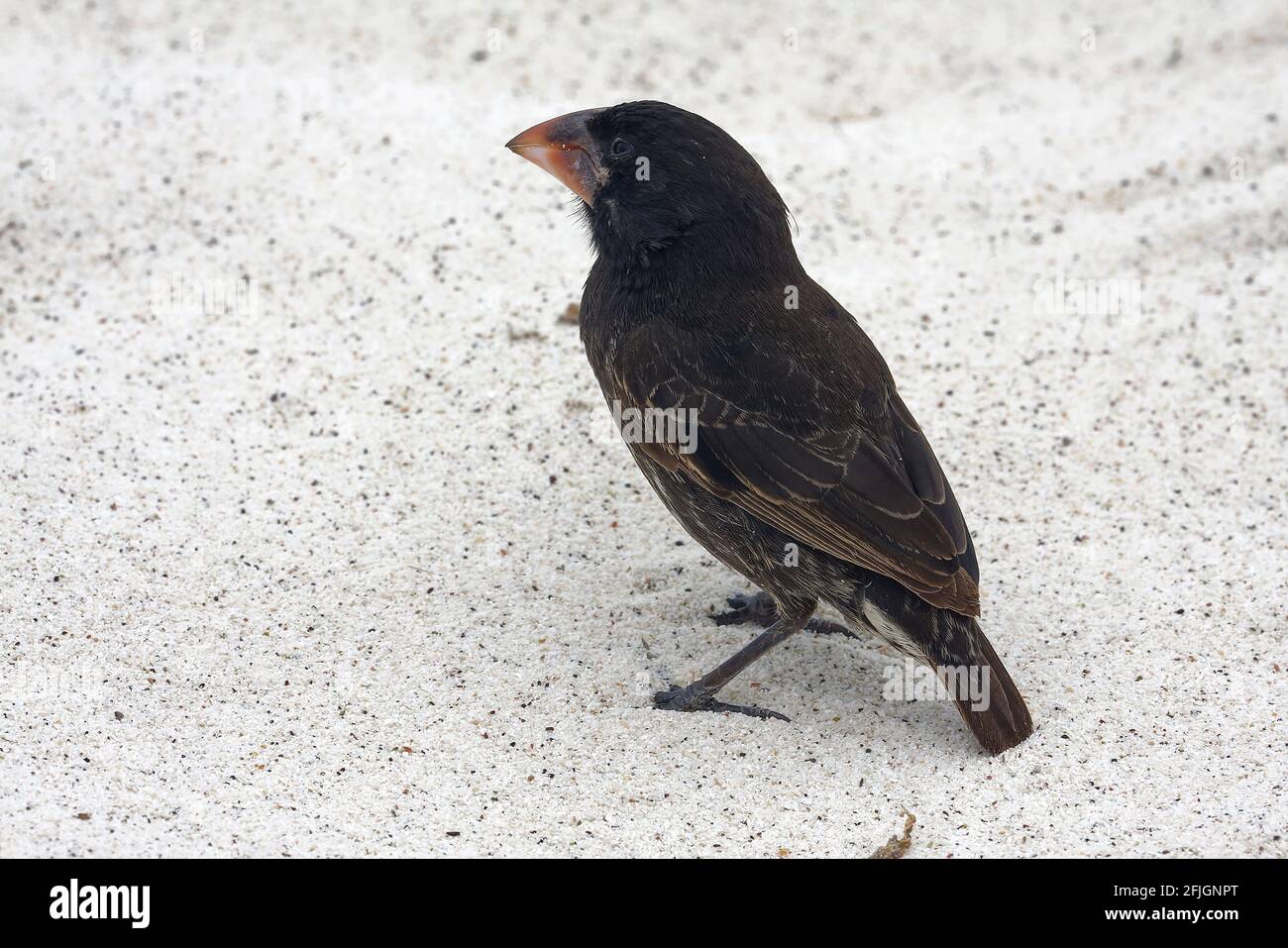 Espanola Ground-finch, female bird, large stout bill, on sand, wildlife ...