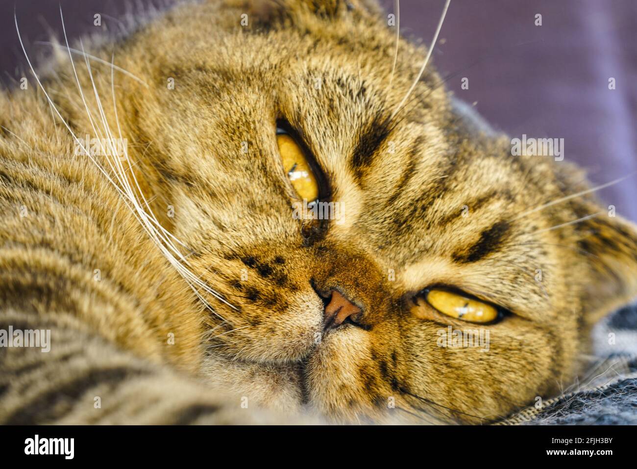 funny cat portrait with yellow eyes and blurred background Stock Photo ...