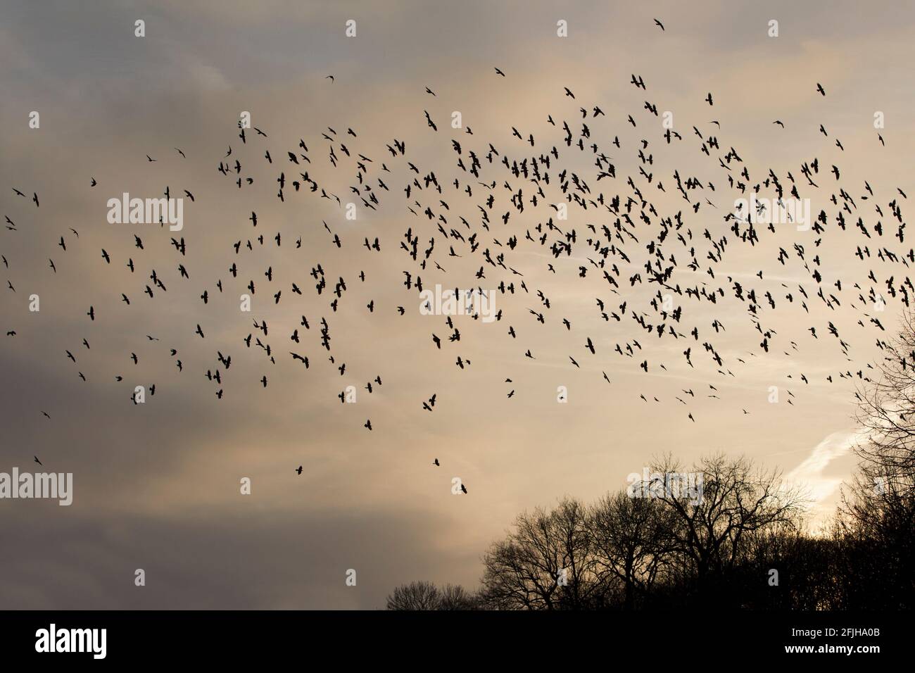 Rooks are flying to its roost for the night Stock Photo - Alamy