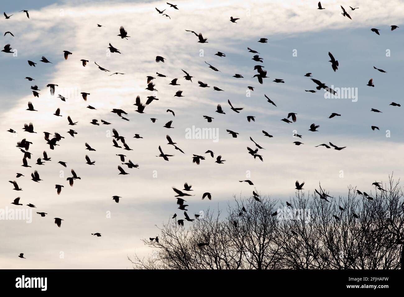 Rooks are flying to its roost for the night Stock Photo - Alamy