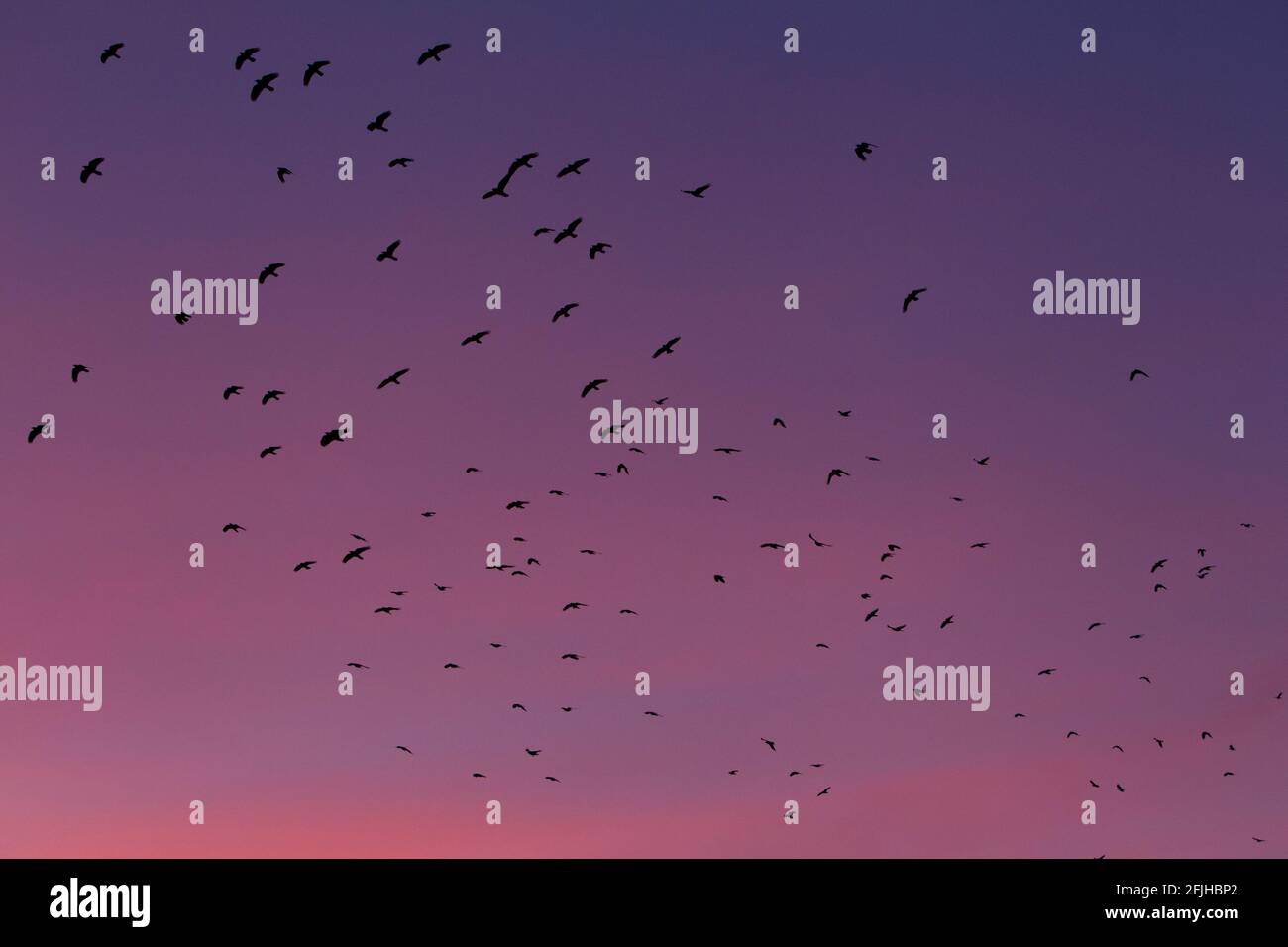 Crows flying to roost hi-res stock photography and images - Alamy
