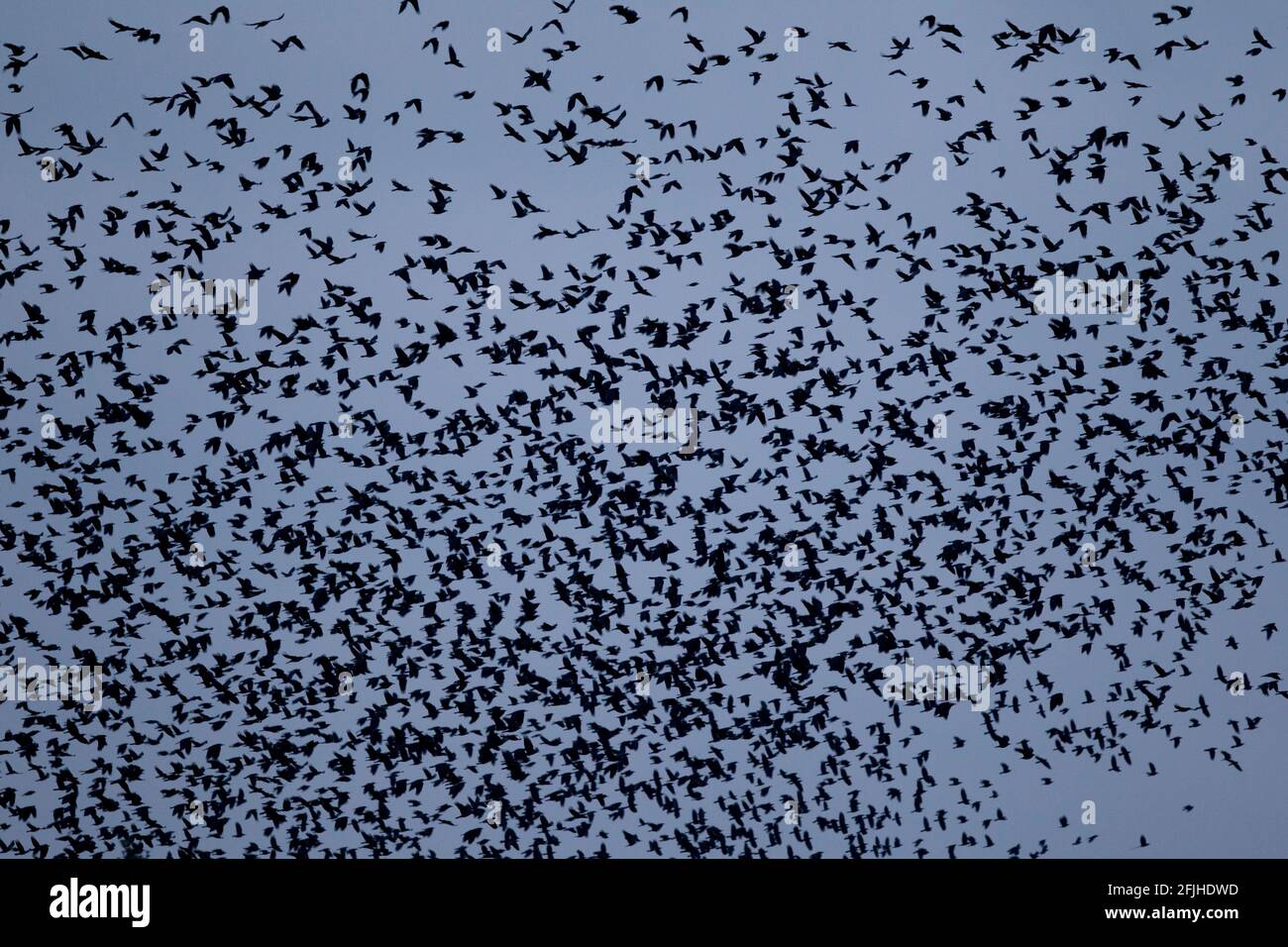 Rooks are flying to its roost for the night Stock Photo - Alamy