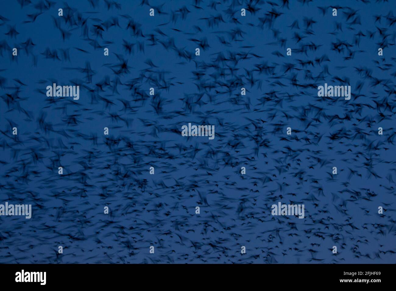 Rooks are flying to its roost for the night Stock Photo - Alamy