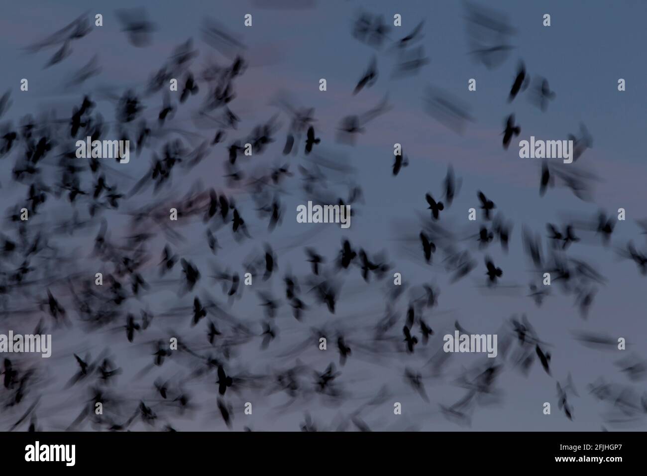 Crows Flying To Roost High Resolution Stock Photography and Images - Alamy