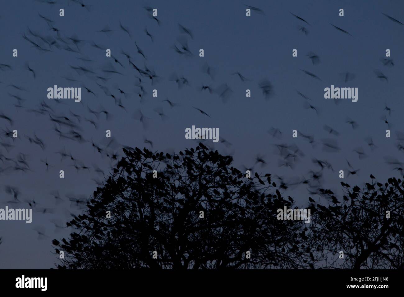 Crows flying to roost hi-res stock photography and images - Alamy