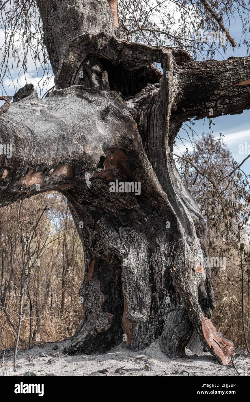 Burnt out tree hi-res stock photography and images - Alamy