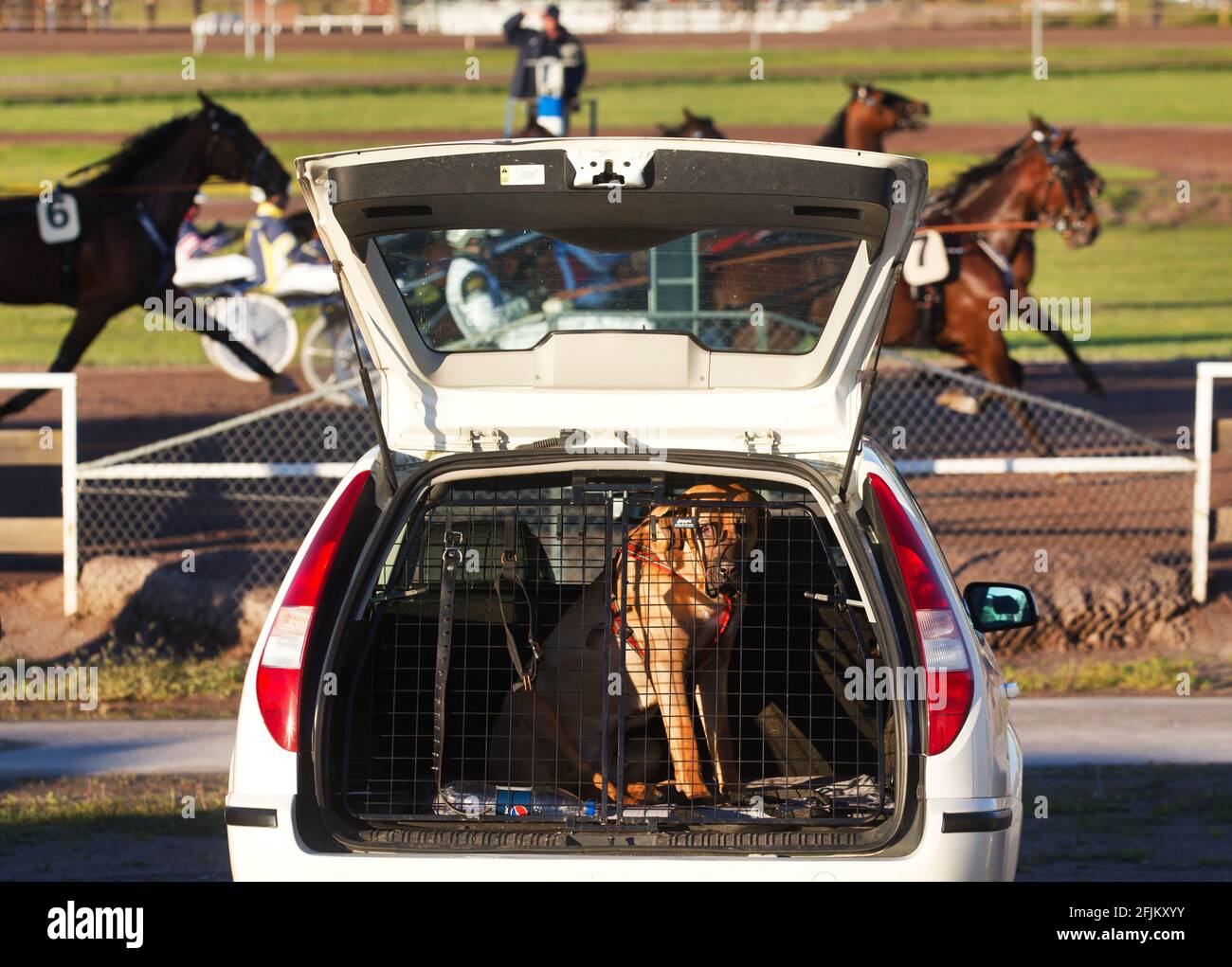Trotting track hi-res stock photography and images - Alamy