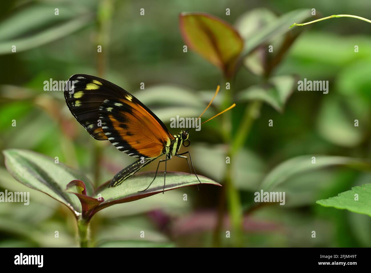Numata Longwing butterfly, macro image of a South American insect Stock Photo - Alamy