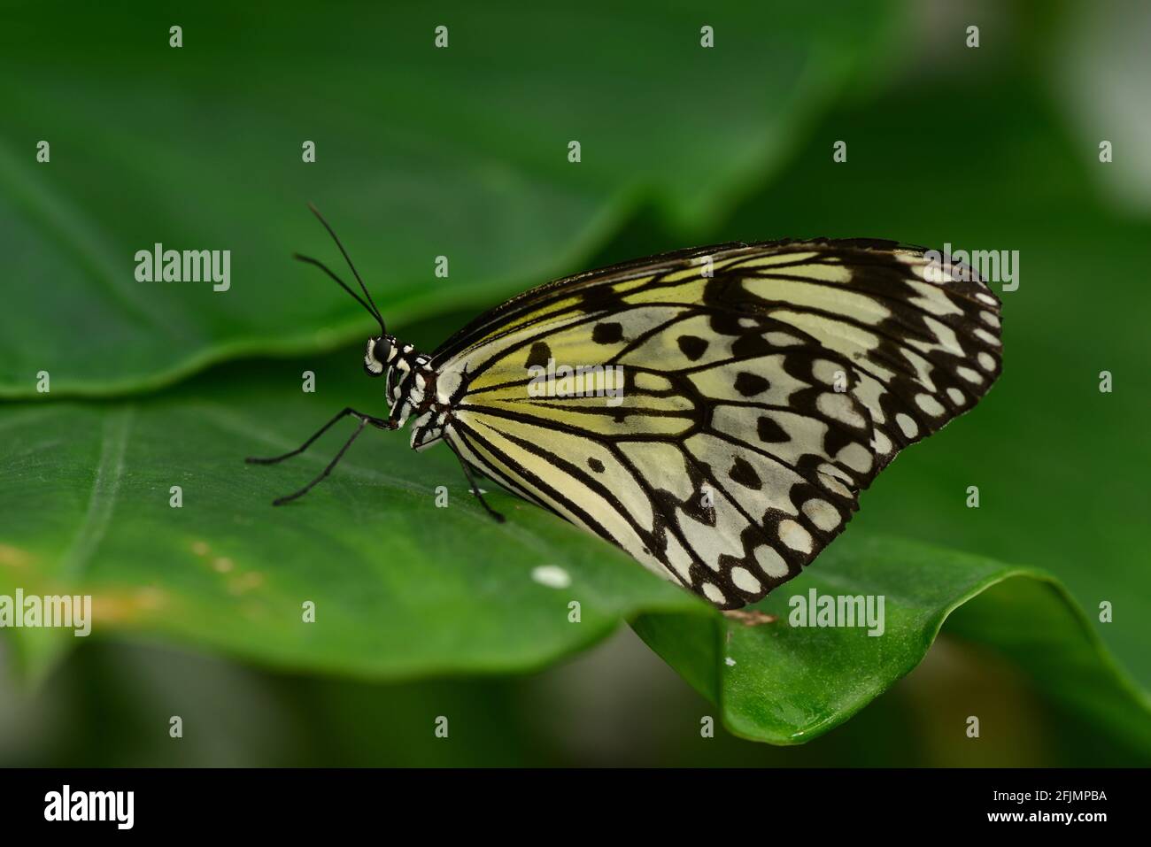 Malabar tree nymph, South American insect Stock Photo - Alamy