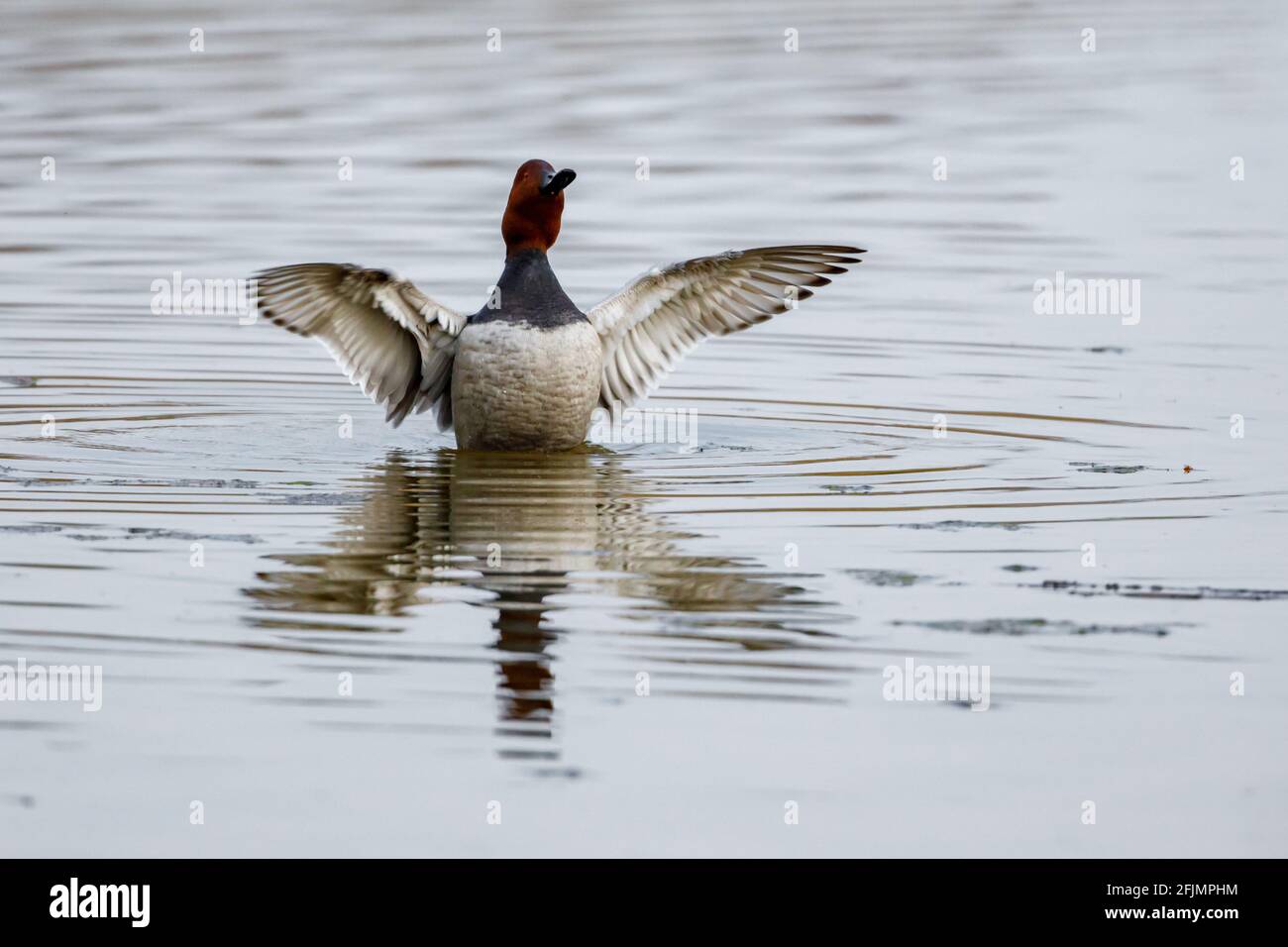 A pochard duck in the water Stock Photo - Alamy