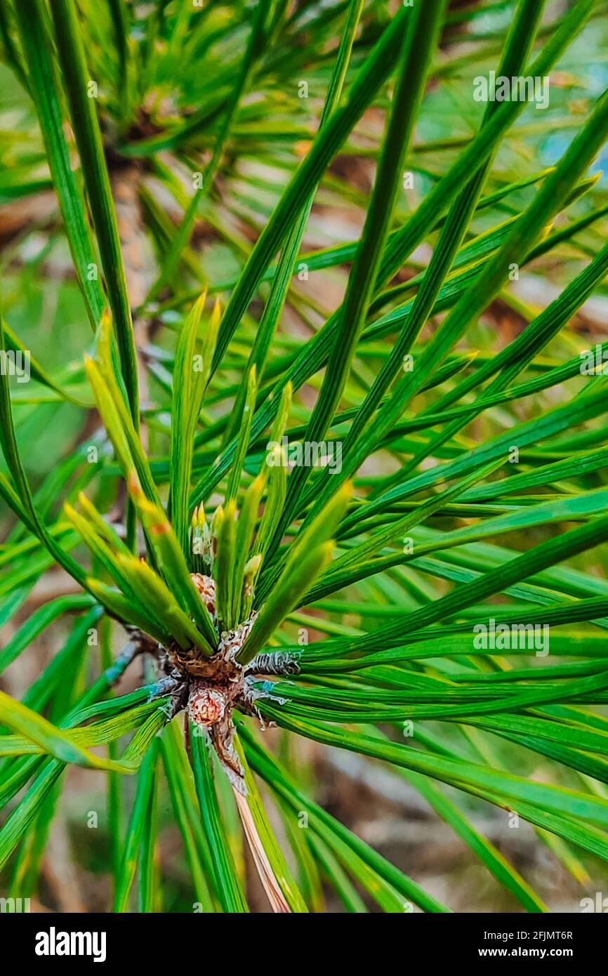 Closeup macro pine wood needle branch hi-res stock photography and ...