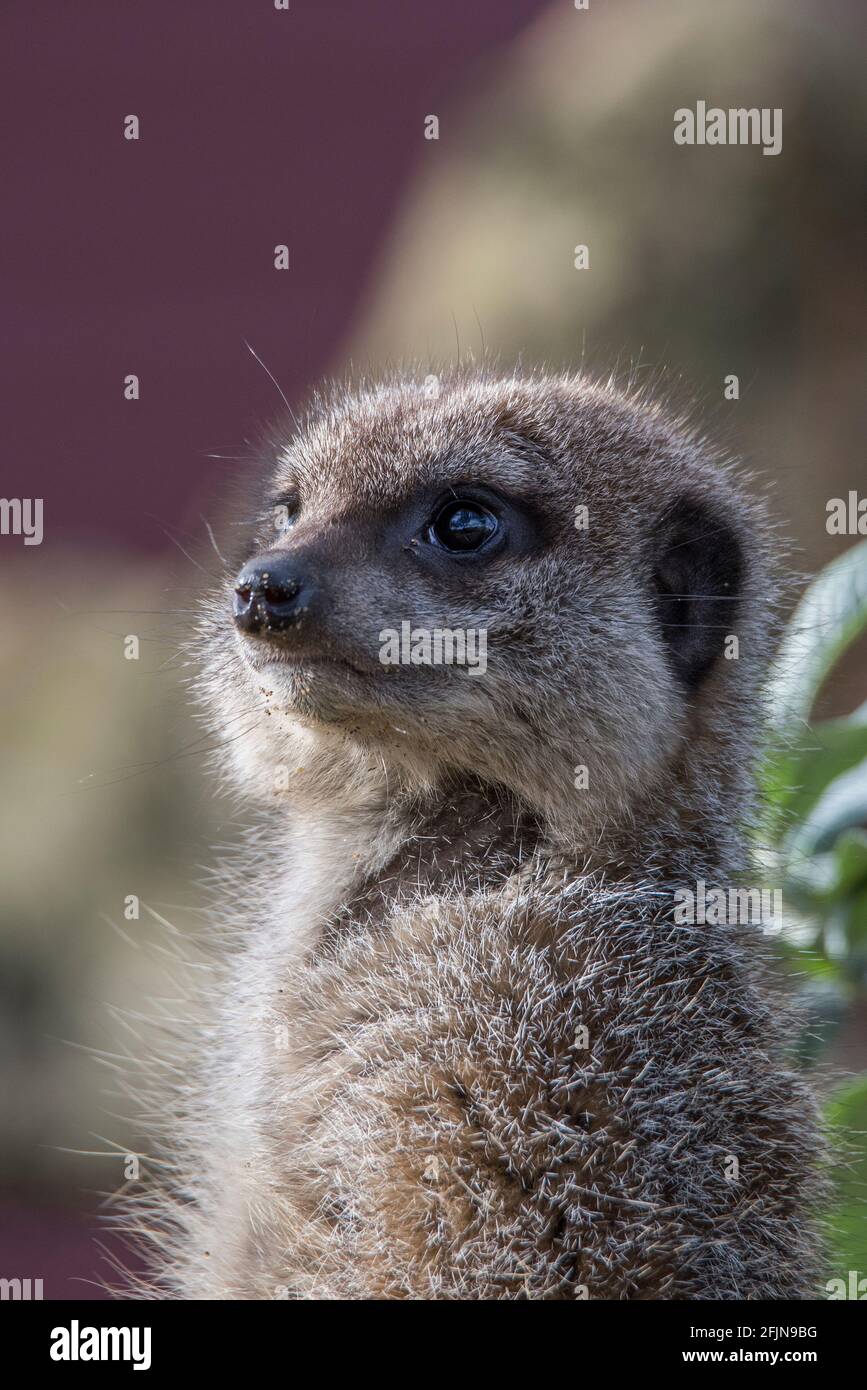 Compare the meercat hi-res stock photography and images - Alamy
