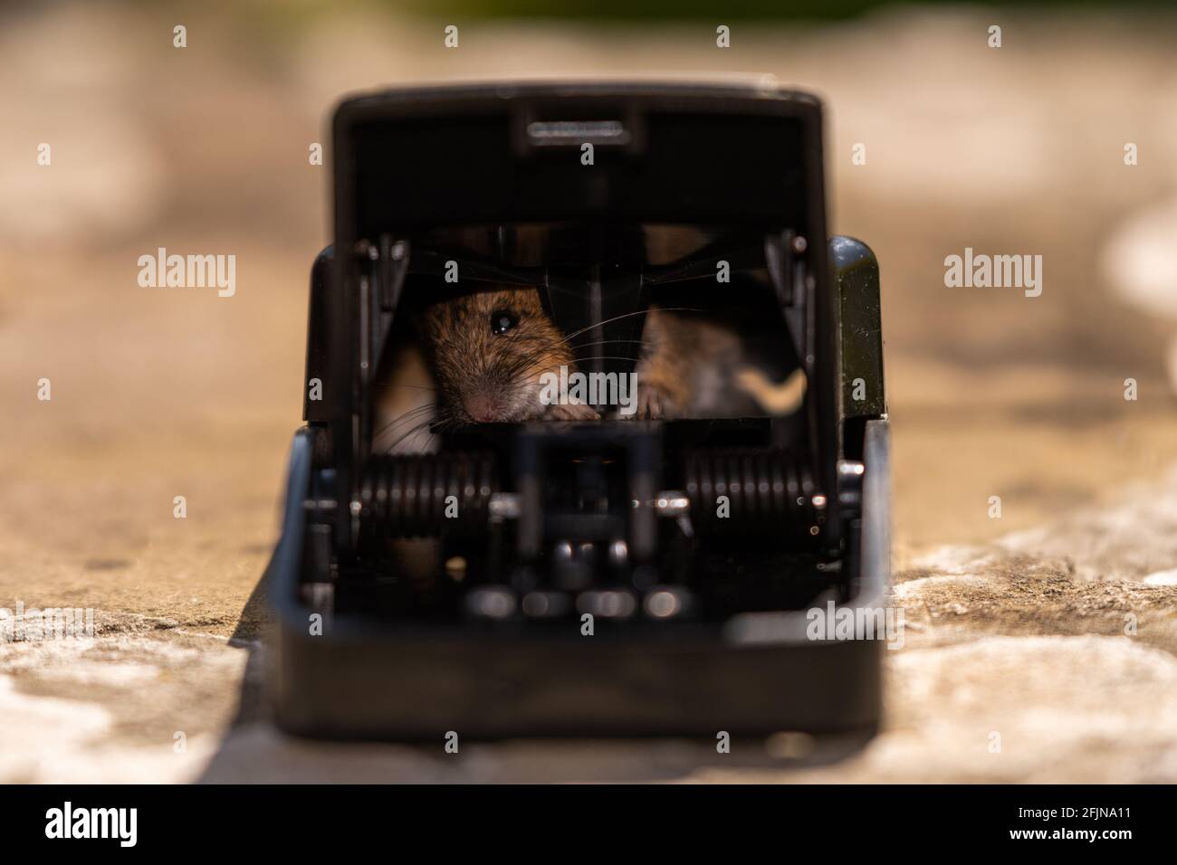 Mouse trap with dead mouse Stock Photo - Alamy