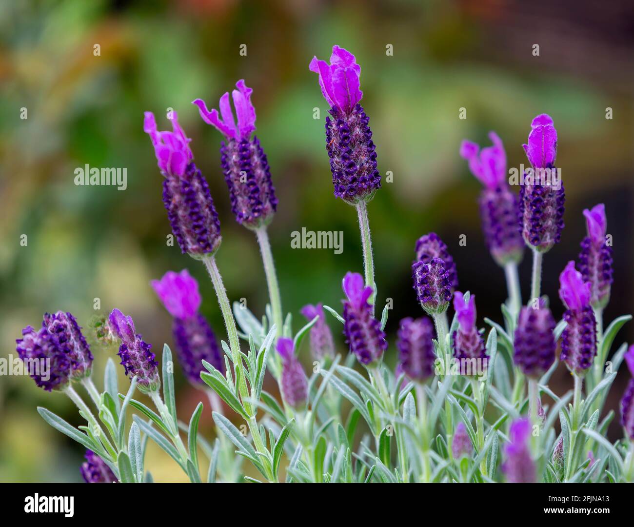 Lavandula stoechas cultivar hi-res stock photography and images - Alamy