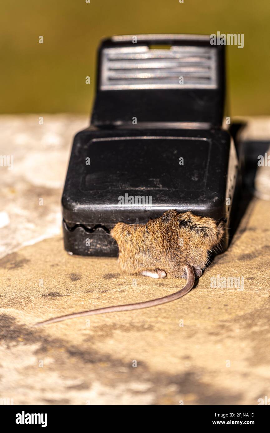 Mouse trap with dead mouse Stock Photo - Alamy