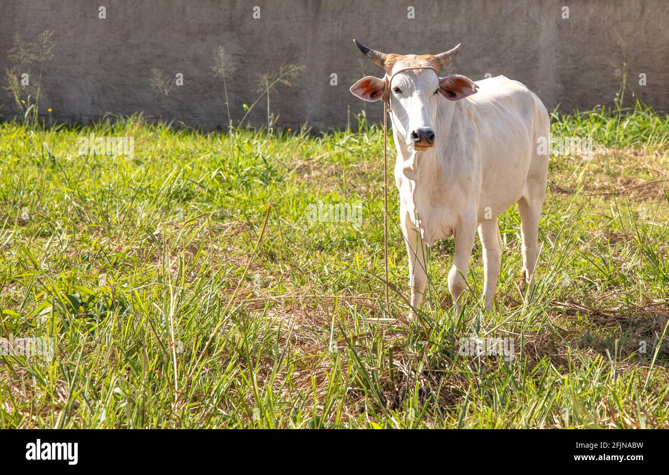 A beautiful white cow standing in the meadow Stock Photo - Alamy