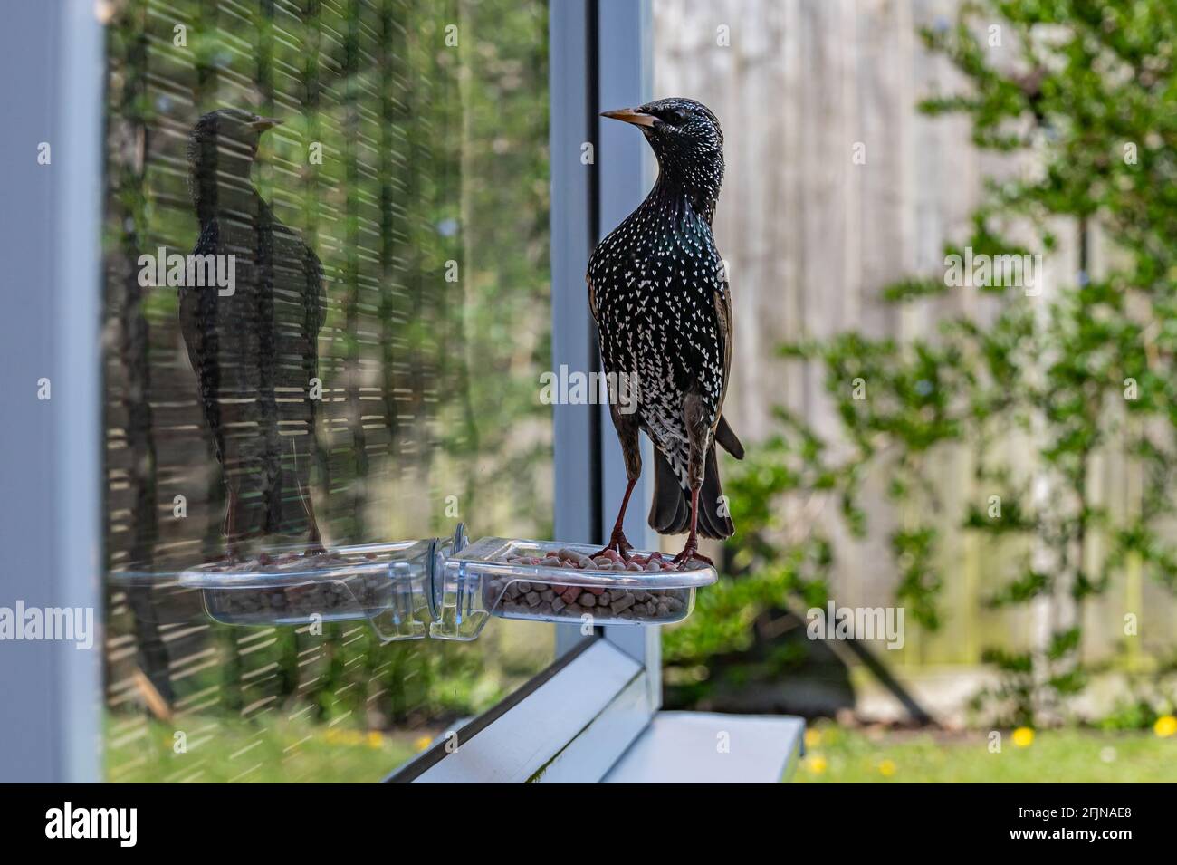 Birds in feeder slow motion hi-res stock photography and images - Alamy