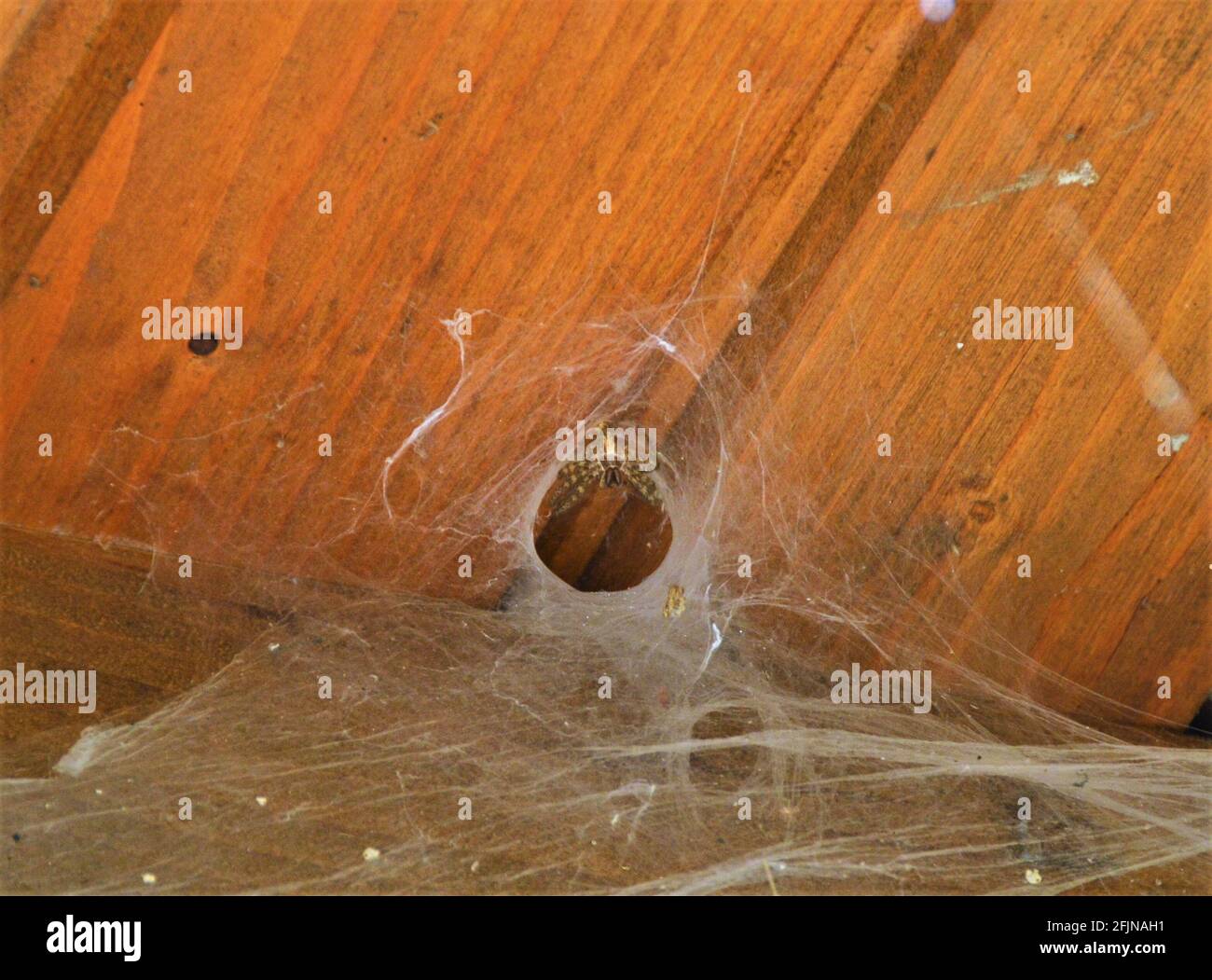 A low angle of a spider on the cobweb on the wooden ceiling Stock Photo ...