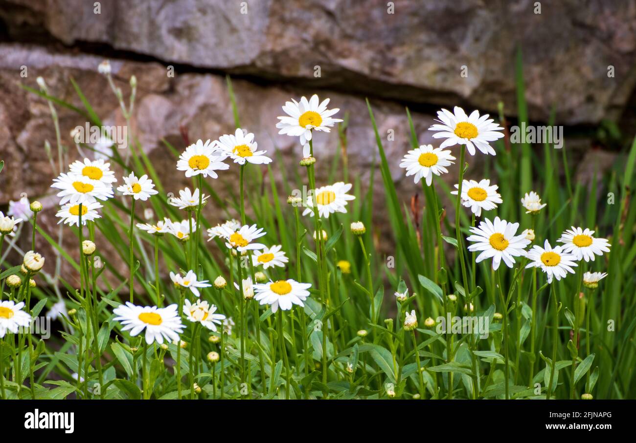 Wild growing daisy plants by an old stone wall Stock Photo - Alamy