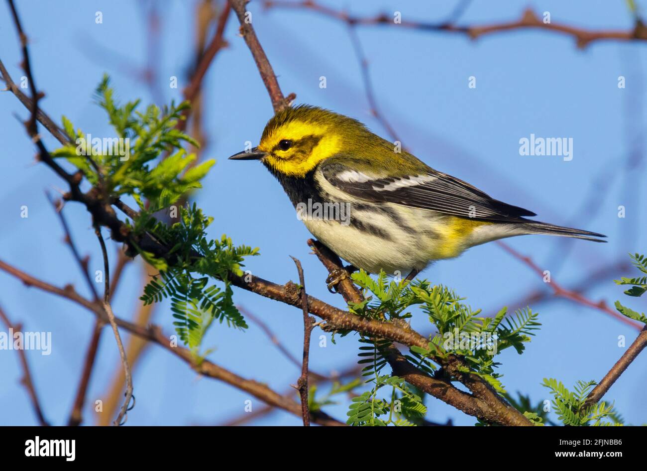 Black-throated green warbler (Setophaga virens) male during spring ...