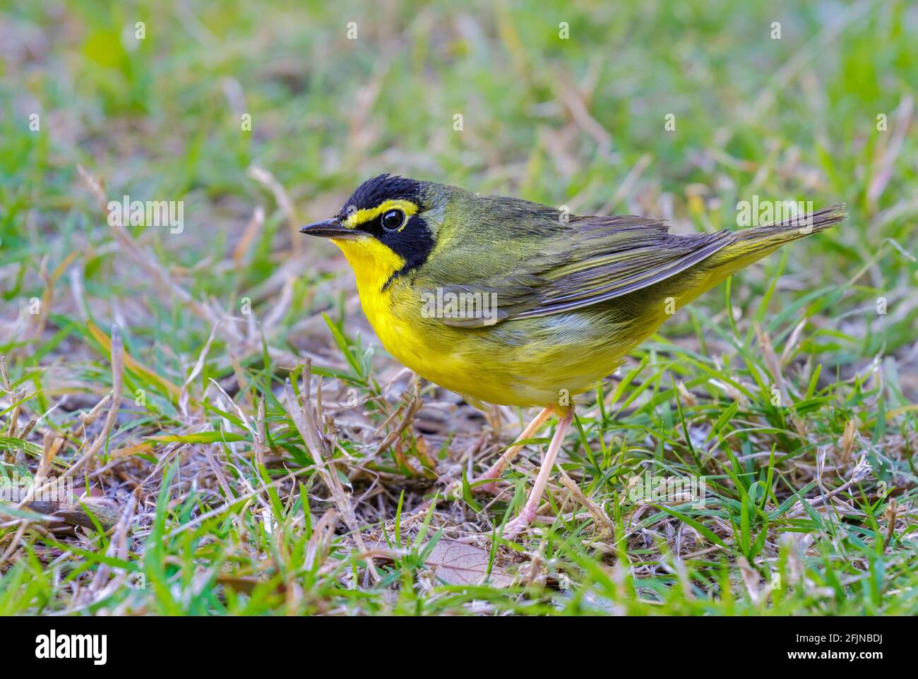 Warblers hi-res stock photography and images - Alamy
