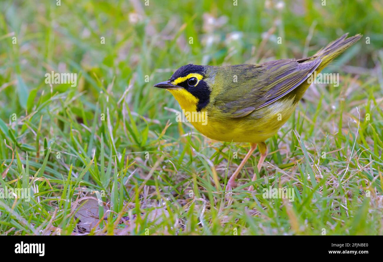 Warblers hi-res stock photography and images - Alamy