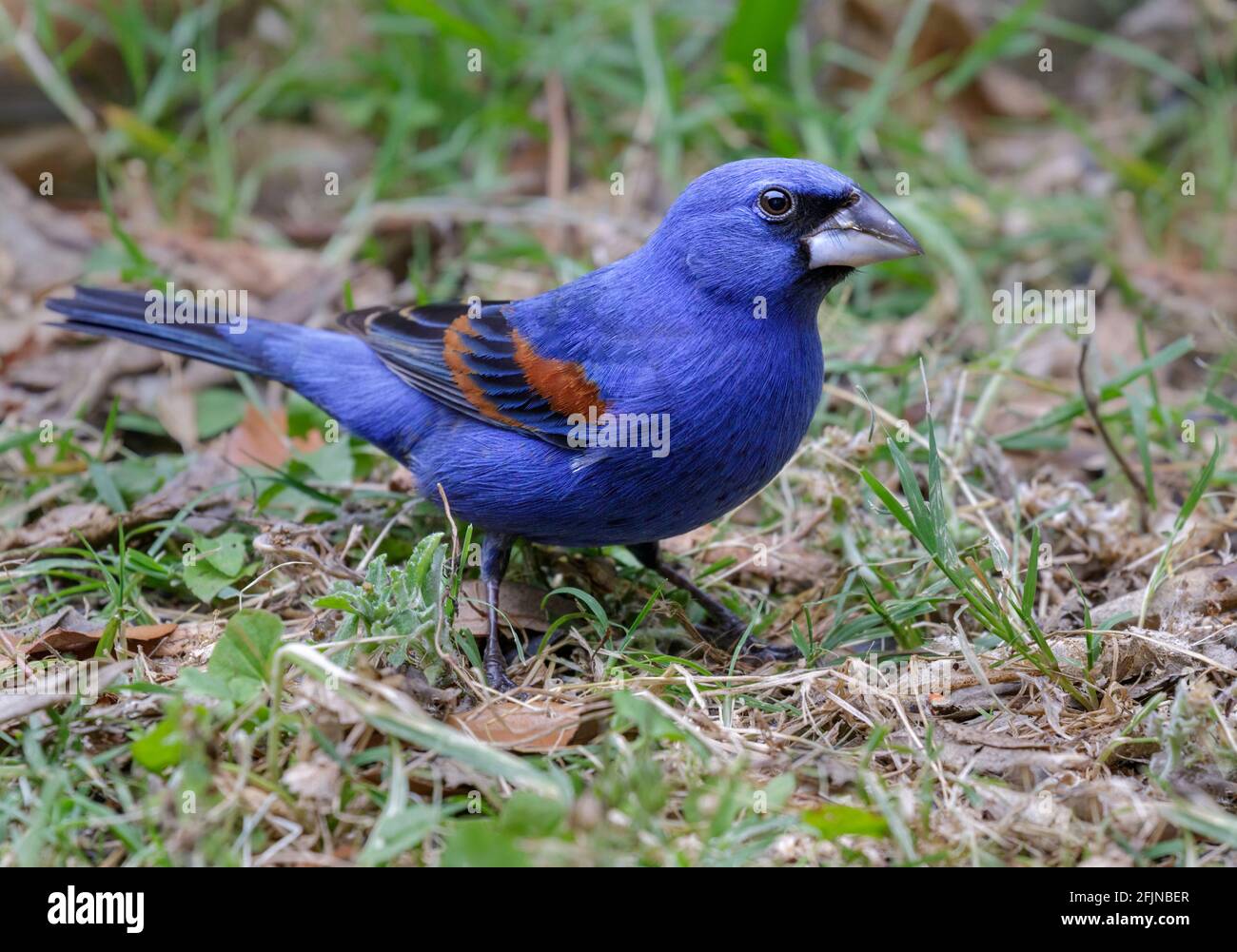 Blue grosbeak (Passerina caerulea) male feeding on the ground during ...