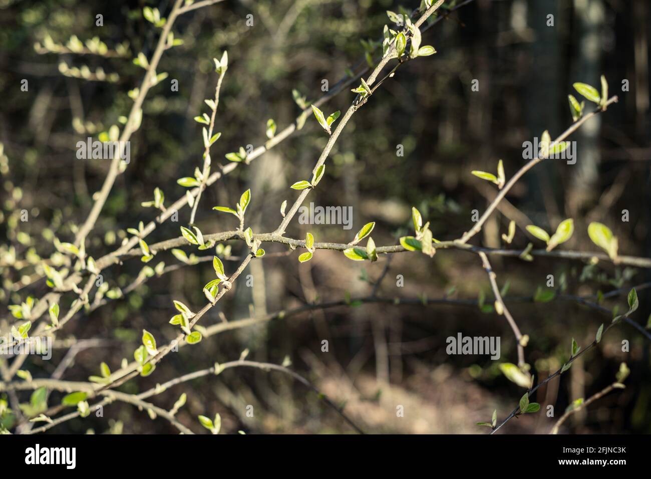 small tree branches in spring on neutral blur background. abstract with ...