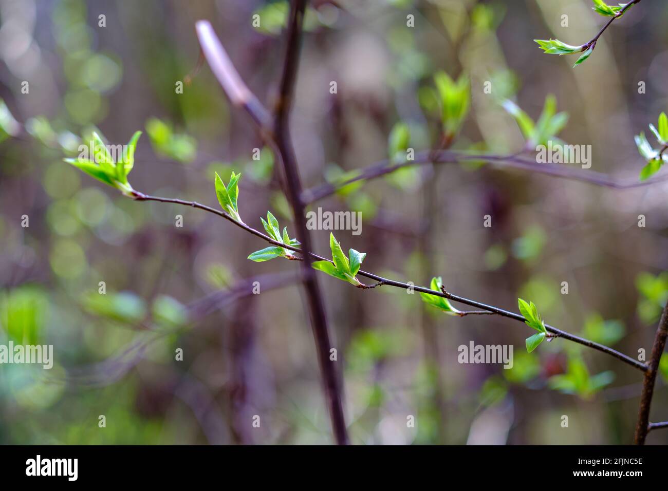 small tree branches in spring on neutral blur background. abstract with ...