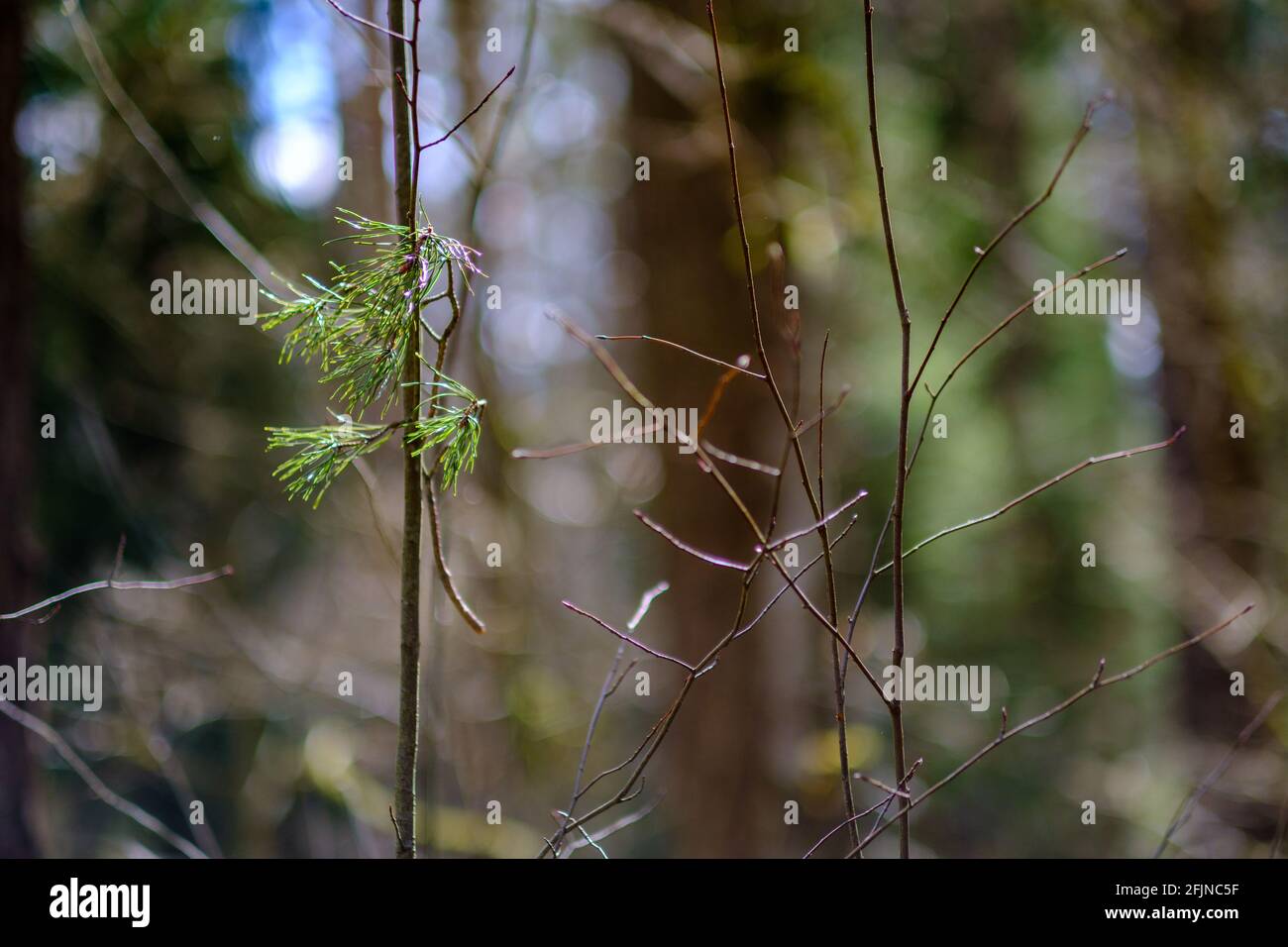 small tree branches in spring on neutral blur background. abstract with ...